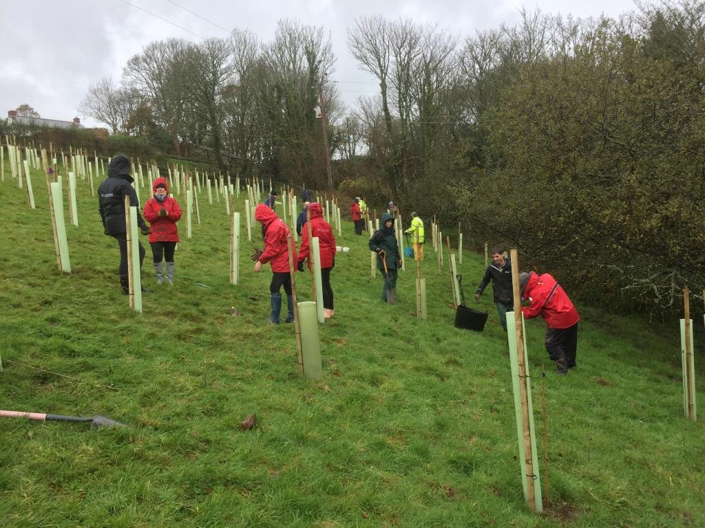 Over 500 native trees planted on the sides of the Cober Valley | Loe ...